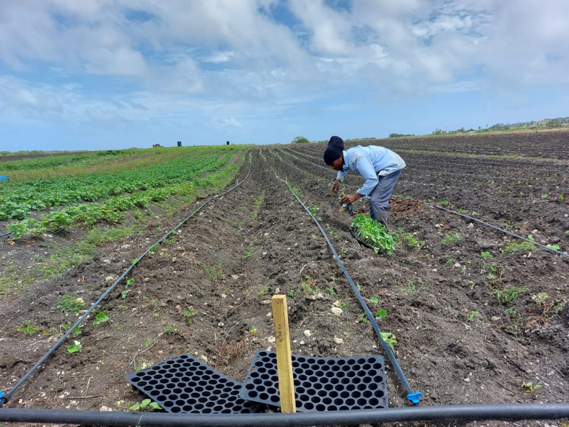Barbadian farmer using drip irrigation system – SKNIS