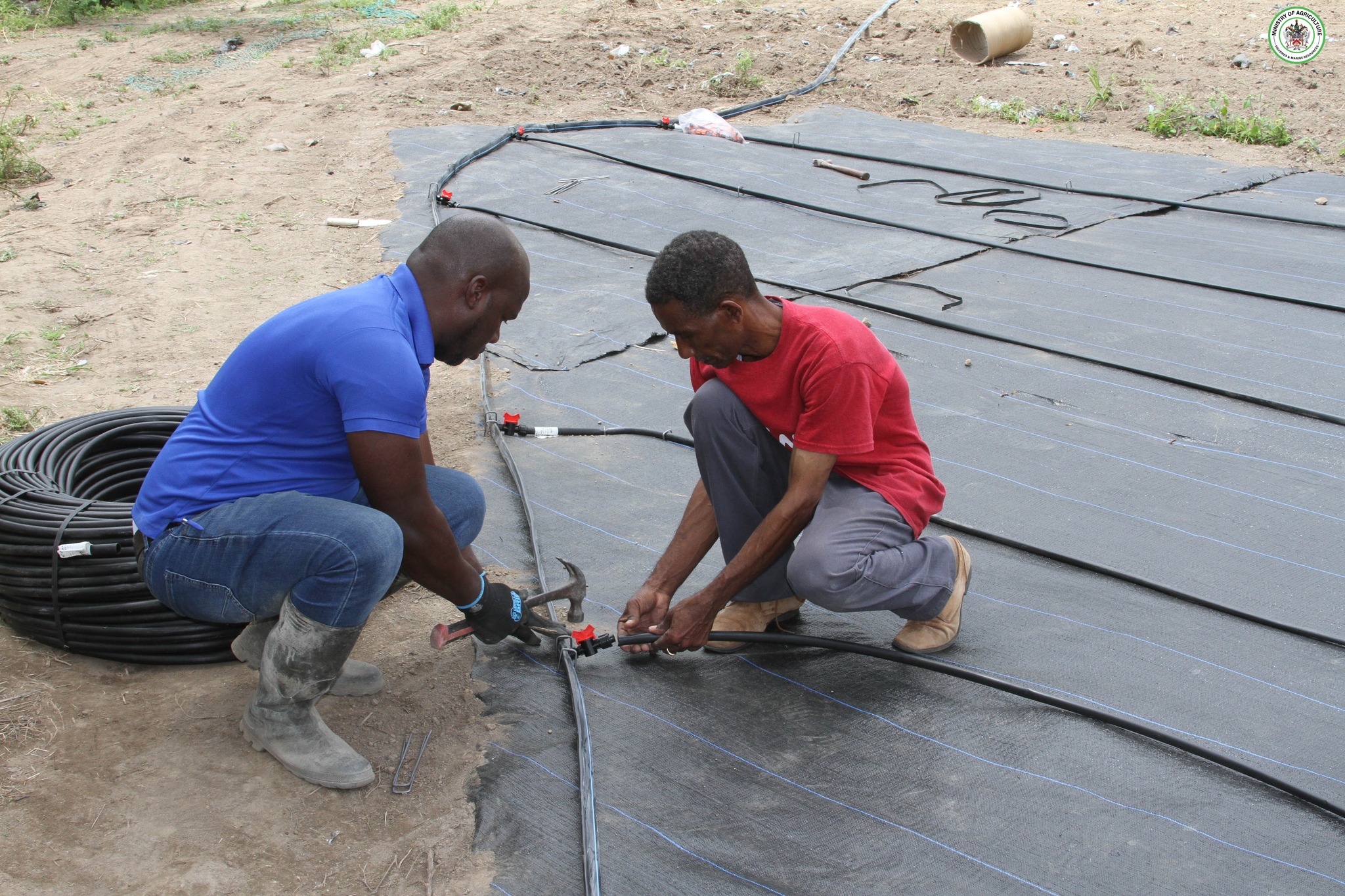 Installation-of-25-by-25-drip-irrigation-kits-and-ground-cover – SKNIS